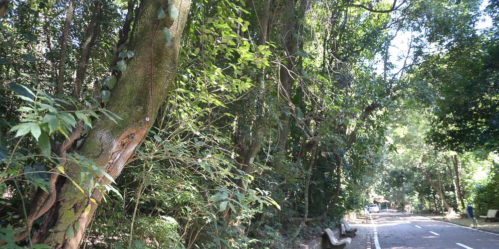 Novo plano diretor para as áreas verdes