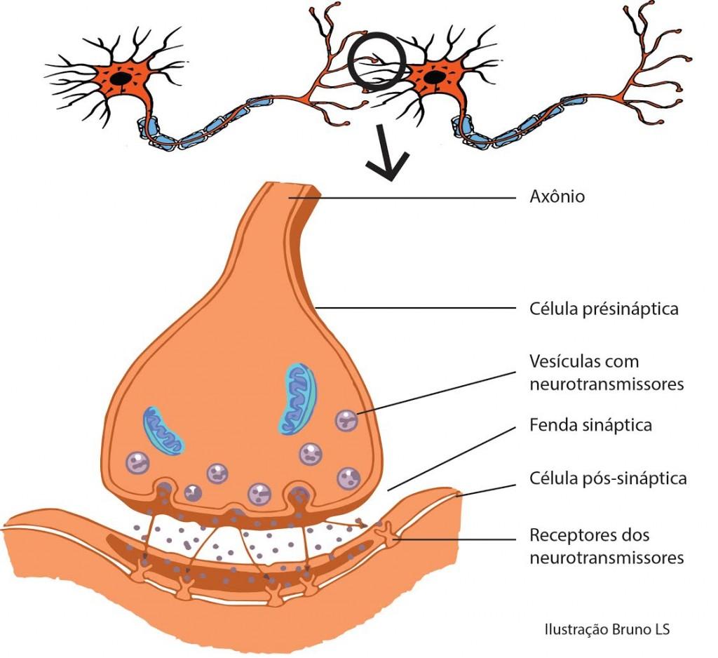O Que Sinapse Quais Os Tipos E Como Ocorrem Significados Todo Mundo